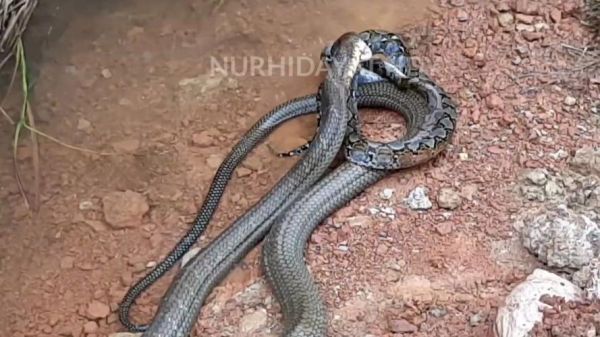 眼镜王蛇vs王锦蛇谁厉害_眼镜王蛇能咬死王锦蛇吗-第2张图片-山城妙识