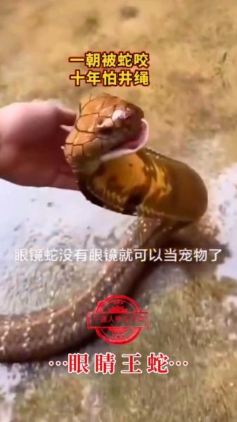 眼镜王蛇vs王锦蛇谁厉害_眼镜王蛇能咬死王锦蛇吗-第3张图片-山城妙识