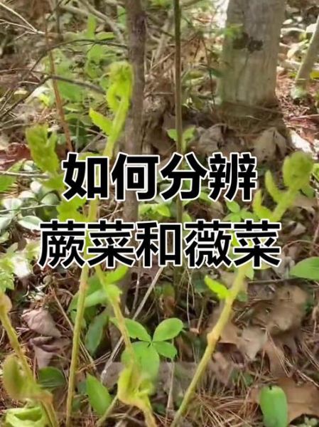 薇菜和蕨菜的区别图片_怎么分辨薇菜与蕨菜-第1张图片-山城妙识