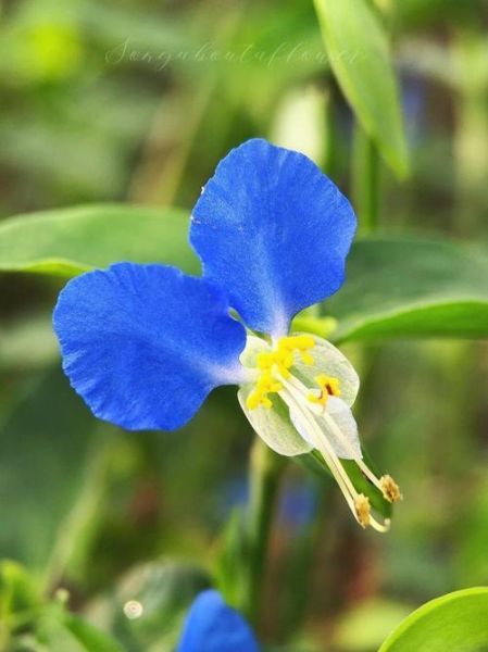 鸭跖草用什么除草剂能彻底打死_鸭跖草防治最佳药剂推荐-第1张图片-山城妙识