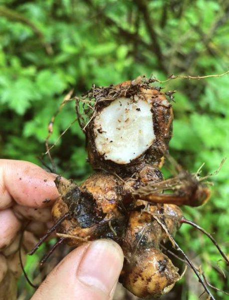 土茯苓的功效与作用及禁忌_土茯苓怎么吃才安全-第1张图片-山城妙识 土茯苓的功效与作用及禁忌_土茯苓怎么吃才安全-第1张图片-山城妙识