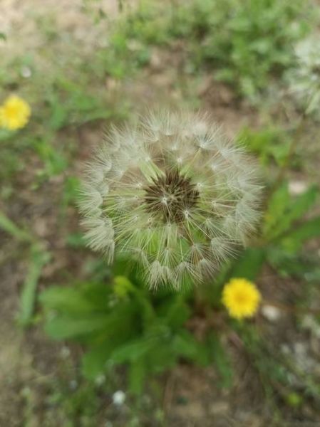 蒲公英种类大全_如何区分17种蒲公英-第3张图片-山城妙识 蒲公英种类大全_如何区分17种蒲公英-第3张图片-山城妙识