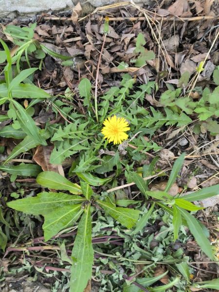 蒲公英种类大全_如何区分17种蒲公英-第2张图片-山城妙识 蒲公英种类大全_如何区分17种蒲公英-第2张图片-山城妙识