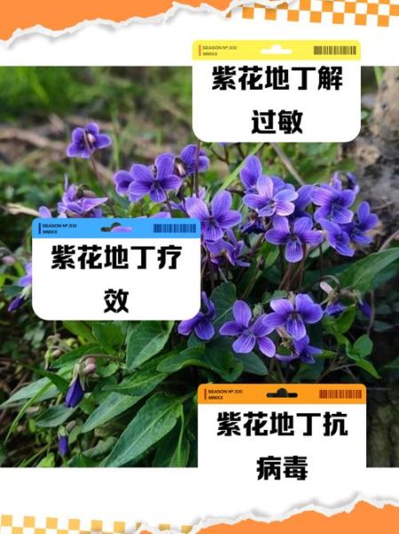 紫花地丁的功效与作用_紫花地丁怎么种植-第1张图片-山城妙识 紫花地丁的功效与作用_紫花地丁怎么种植-第1张图片-山城妙识