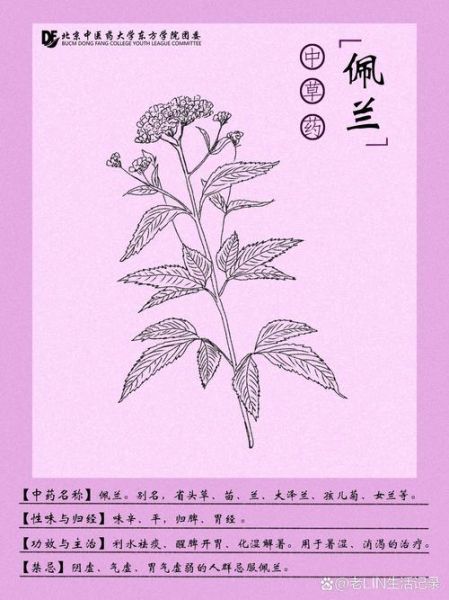 佩兰的功效与作用_佩兰主治哪些病-第2张图片-山城妙识 佩兰的功效与作用_佩兰主治哪些病-第2张图片-山城妙识