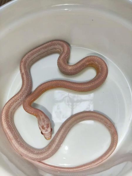 玉米蛇能长多大_玉米蛇最大能长多长-第3张图片-山城妙识 玉米蛇能长多大_玉米蛇最大能长多长-第3张图片-山城妙识