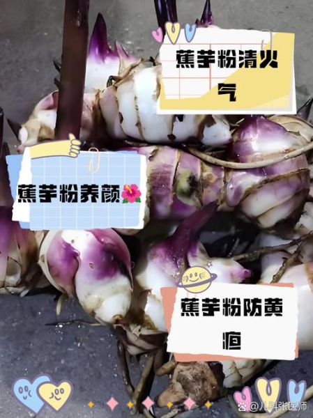 蕉芋是什么植物_蕉芋的功效与作用-第2张图片-山城妙识