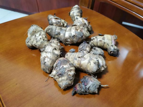 蕉芋是什么植物_蕉芋的功效与作用-第3张图片-山城妙识