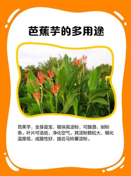 蕉芋是什么植物_蕉芋的功效与作用-第1张图片-山城妙识