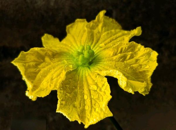 丝瓜花图片怎么拍_丝瓜花长什么样-第1张图片-山城妙识 丝瓜花图片怎么拍_丝瓜花长什么样-第1张图片-山城妙识