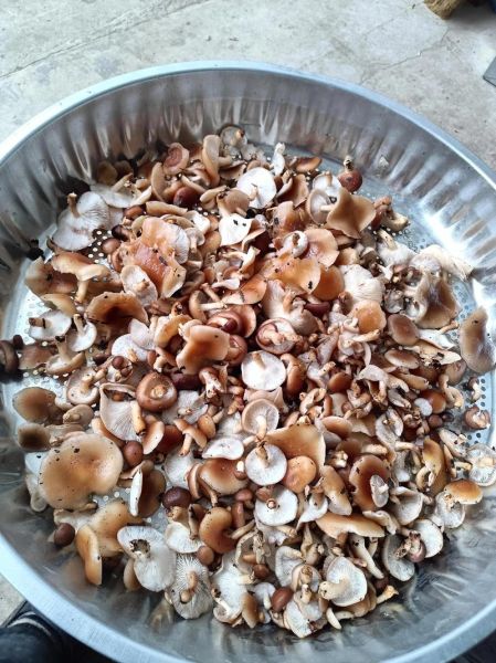 新鲜松蘑怎么清洗_松蘑炖鸡的做法窍门-第1张图片-山城妙识 新鲜松蘑怎么清洗_松蘑炖鸡的做法窍门-第1张图片-山城妙识