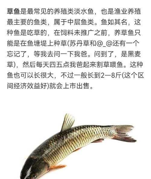 鳙怎么读拼音_鳙鱼读音是什么-第3张图片-山城妙识