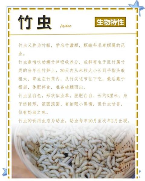 竹虫成虫长什么样_竹虫成虫能吃吗-第1张图片-山城妙识 竹虫成虫长什么样_竹虫成虫能吃吗-第1张图片-山城妙识