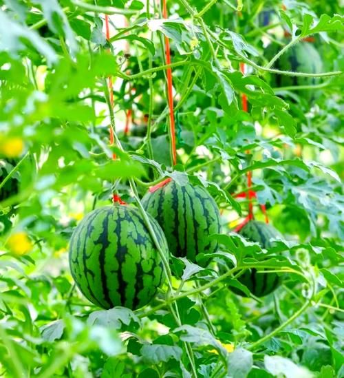 夏季水果有哪些种类_夏天吃什么水果最解暑-第2张图片-山城妙识