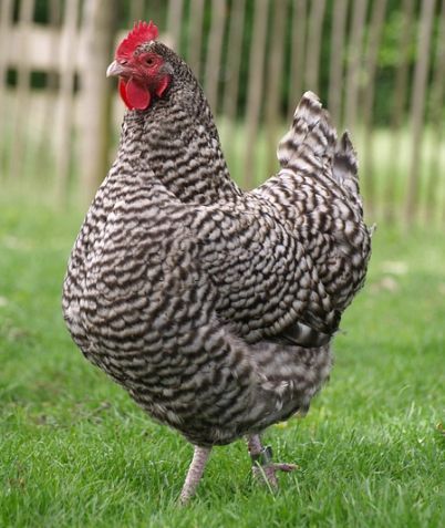 芦花鸡多少钱一斤_芦花鸡价格行情-第3张图片-山城妙识