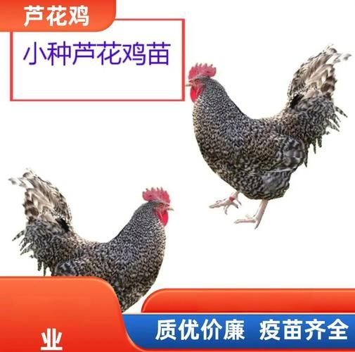 芦花鸡多少钱一斤_芦花鸡价格行情-第2张图片-山城妙识