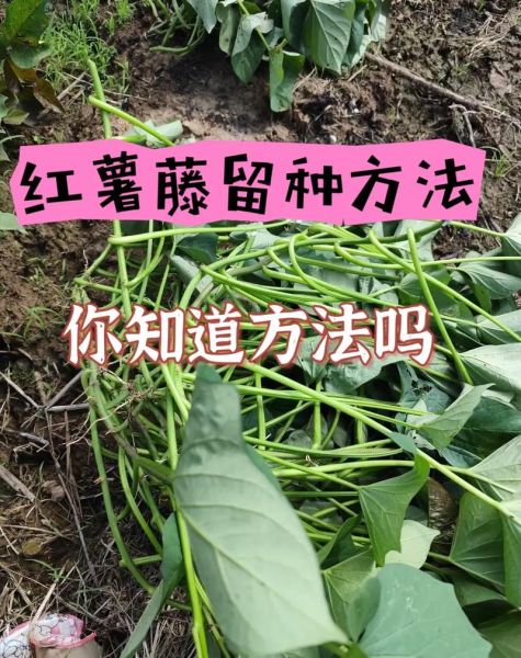 山芋种植方法_山芋什么时候种最好-第1张图片-山城妙识