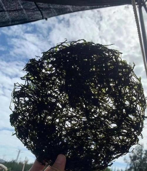头水紫菜的营养价值_头水紫菜和普通紫菜区别-第1张图片-山城妙识
