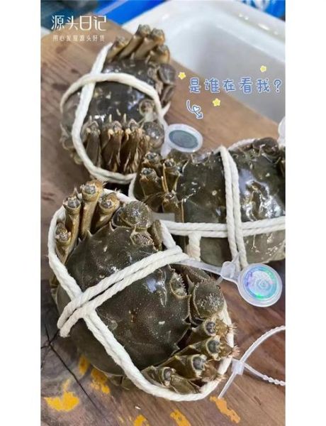 阳澄湖大闸蟹高清图片哪里找_如何辨别真假-第1张图片-山城妙识