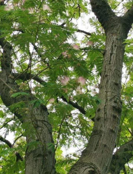 合欢树图片大全_合欢树长什么样-第1张图片-山城妙识 合欢树图片大全_合欢树长什么样-第1张图片-山城妙识