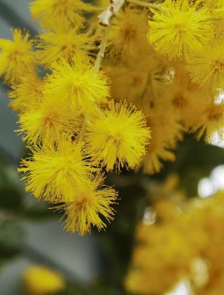 合欢树图片大全_合欢树长什么样-第2张图片-山城妙识 合欢树图片大全_合欢树长什么样-第2张图片-山城妙识