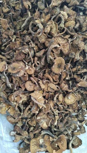 新鲜榛蘑怎么保存_新鲜榛蘑多少钱一斤-第2张图片-山城妙识 新鲜榛蘑怎么保存_新鲜榛蘑多少钱一斤-第2张图片-山城妙识