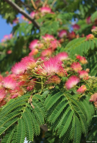 合欢树图片大全_合欢树长什么样-第3张图片-山城妙识 合欢树图片大全_合欢树长什么样-第3张图片-山城妙识