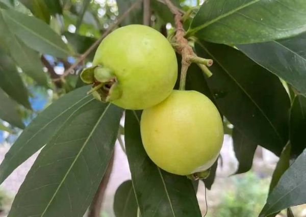 海南蒲桃长什么样_海南蒲桃果实能吃吗-第2张图片-山城妙识 海南蒲桃长什么样_海南蒲桃果实能吃吗-第2张图片-山城妙识