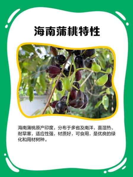 海南蒲桃长什么样_海南蒲桃果实能吃吗-第1张图片-山城妙识 海南蒲桃长什么样_海南蒲桃果实能吃吗-第1张图片-山城妙识