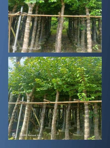 海南蒲桃长什么样_海南蒲桃果实能吃吗-第3张图片-山城妙识 海南蒲桃长什么样_海南蒲桃果实能吃吗-第3张图片-山城妙识