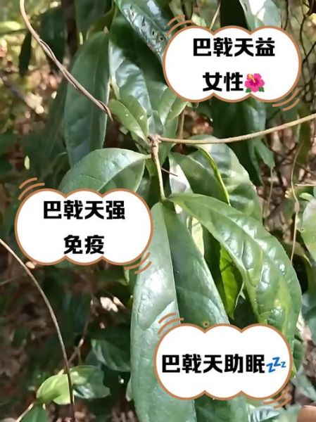 女人吃巴戟天的好处_巴戟天适合女人吃吗-第1张图片-山城妙识 女人吃巴戟天的好处_巴戟天适合女人吃吗-第1张图片-山城妙识