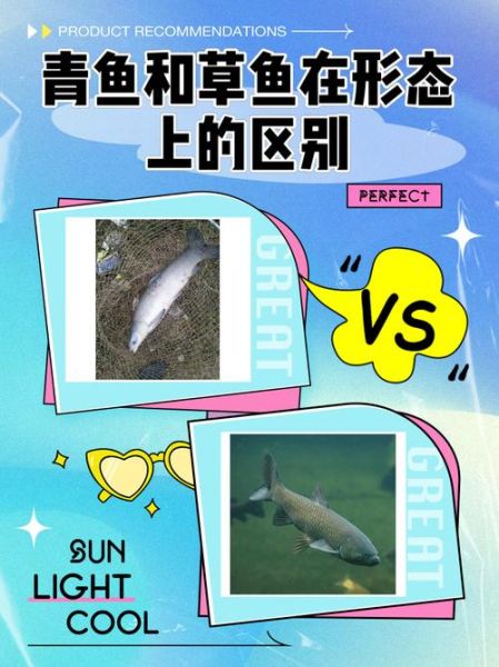 青鱼和草鱼有什么区别_如何一眼分辨青鱼草鱼-第1张图片-山城妙识 青鱼和草鱼有什么区别_如何一眼分辨青鱼草鱼-第1张图片-山城妙识