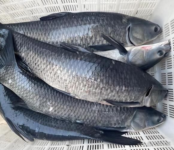 青鱼和草鱼有什么区别_如何一眼分辨青鱼草鱼-第3张图片-山城妙识 青鱼和草鱼有什么区别_如何一眼分辨青鱼草鱼-第3张图片-山城妙识