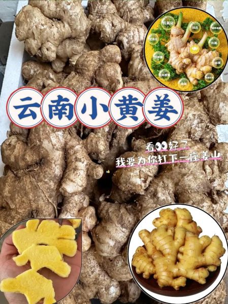 小黄姜的功效与作用_小黄姜的禁忌人群有哪些-第3张图片-山城妙识 小黄姜的功效与作用_小黄姜的禁忌人群有哪些-第3张图片-山城妙识