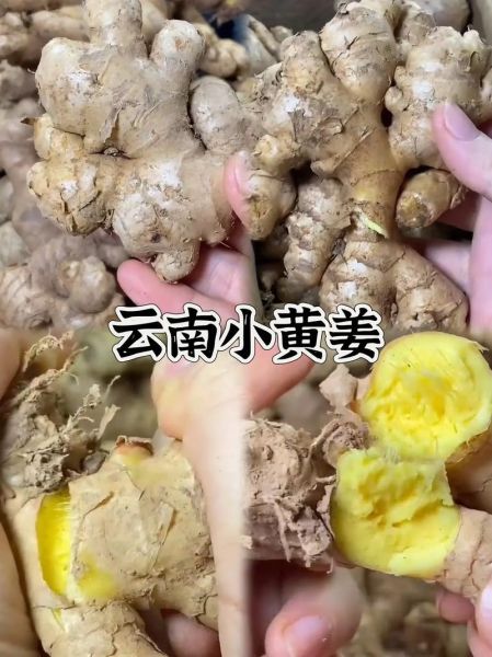 小黄姜的功效与作用_小黄姜的禁忌人群有哪些-第1张图片-山城妙识 小黄姜的功效与作用_小黄姜的禁忌人群有哪些-第1张图片-山城妙识