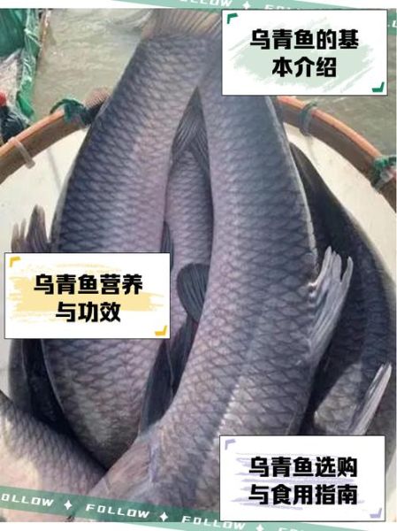 淡水青鱼图片大全_如何分辨青鱼与草鱼-第3张图片-山城妙识 淡水青鱼图片大全_如何分辨青鱼与草鱼-第3张图片-山城妙识