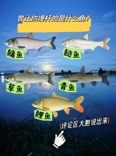 淡水青鱼图片大全_如何分辨青鱼与草鱼-第2张图片-山城妙识 淡水青鱼图片大全_如何分辨青鱼与草鱼-第2张图片-山城妙识