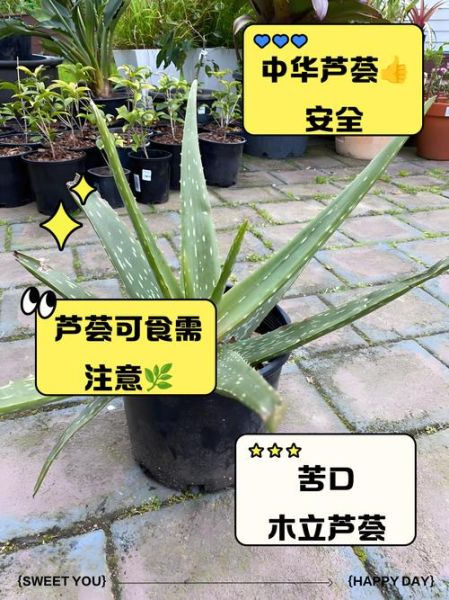 可以吃的芦荟图片_如何辨别可食用芦荟品种-第1张图片-山城妙识 可以吃的芦荟图片_如何辨别可食用芦荟品种-第1张图片-山城妙识