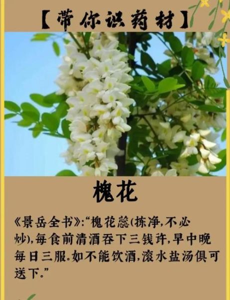 槐花什么时候开_槐花有什么功效-第3张图片-山城妙识 槐花什么时候开_槐花有什么功效-第3张图片-山城妙识