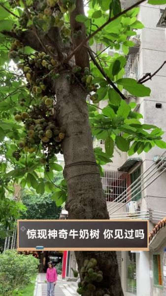 牛奶树的功效与作用_牛奶树怎么使用效果最好-第3张图片-山城妙识 牛奶树的功效与作用_牛奶树怎么使用效果最好-第3张图片-山城妙识