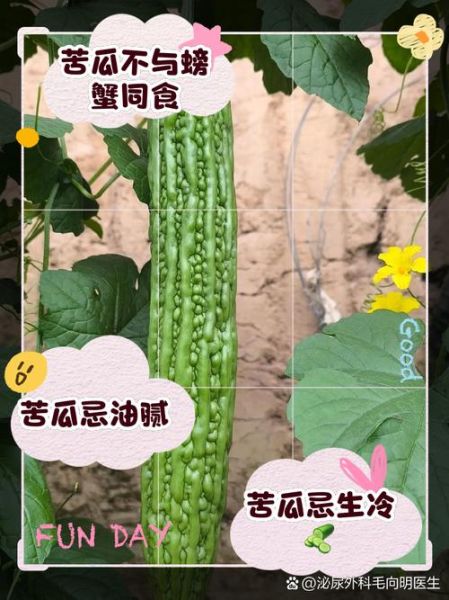 苦瓜的功效与禁忌_苦瓜不能和什么一起吃-第3张图片-山城妙识 苦瓜的功效与禁忌_苦瓜不能和什么一起吃-第3张图片-山城妙识