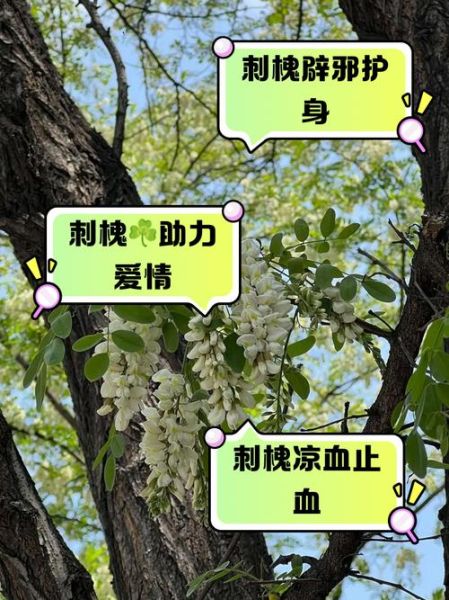 刺槐怎么种_刺槐多久能成材-第1张图片-山城妙识 刺槐怎么种_刺槐多久能成材-第1张图片-山城妙识