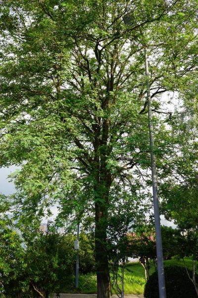 刺槐怎么种_刺槐多久能成材-第3张图片-山城妙识 刺槐怎么种_刺槐多久能成材-第3张图片-山城妙识