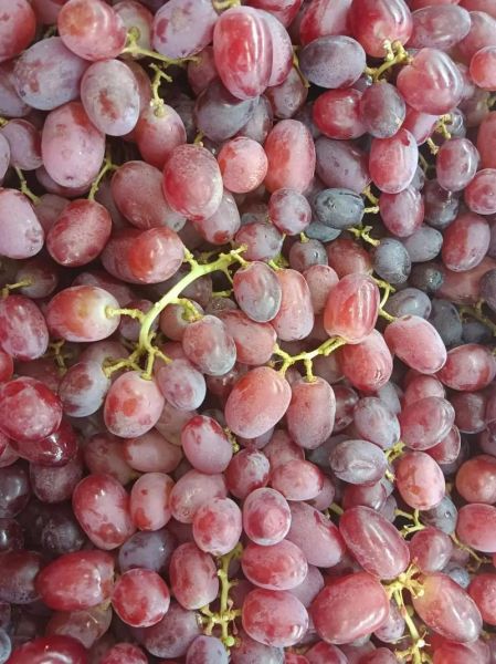 红提葡萄多少钱一斤_2024最新行情-第2张图片-山城妙识 红提葡萄多少钱一斤_2024最新行情-第2张图片-山城妙识