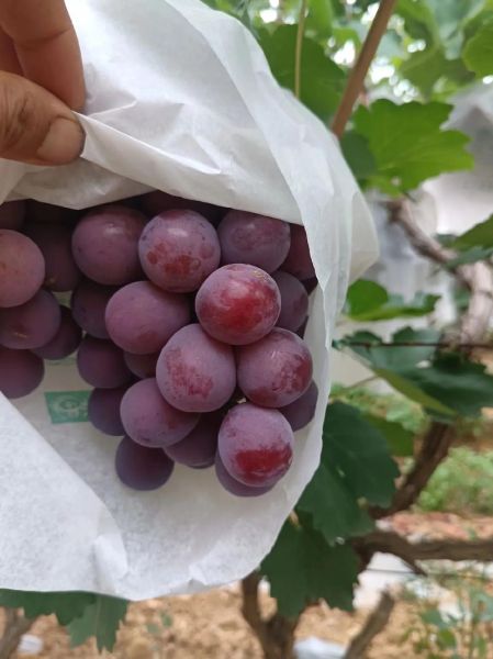 红提葡萄多少钱一斤_2024最新行情-第1张图片-山城妙识 红提葡萄多少钱一斤_2024最新行情-第1张图片-山城妙识