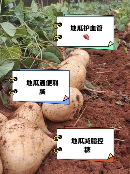 红薯的功效与作用禁忌_红薯吃多了会胖吗-第1张图片-山城妙识 红薯的功效与作用禁忌_红薯吃多了会胖吗-第1张图片-山城妙识