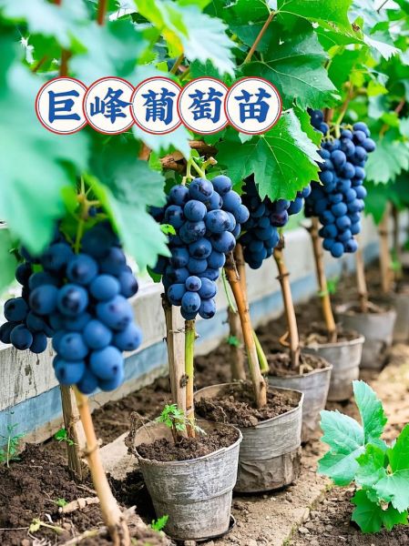 巨峰葡萄苗价格多少钱一棵_巨峰葡萄苗几年结果-第1张图片-山城妙识 巨峰葡萄苗价格多少钱一棵_巨峰葡萄苗几年结果-第1张图片-山城妙识