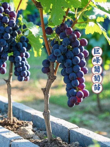 巨峰葡萄苗价格多少钱一棵_巨峰葡萄苗几年结果-第2张图片-山城妙识 巨峰葡萄苗价格多少钱一棵_巨峰葡萄苗几年结果-第2张图片-山城妙识
