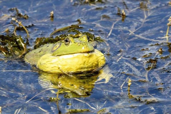 吃牛蛙的危害有哪些_牛蛙寄生虫风险大吗-第2张图片-山城妙识 吃牛蛙的危害有哪些_牛蛙寄生虫风险大吗-第2张图片-山城妙识