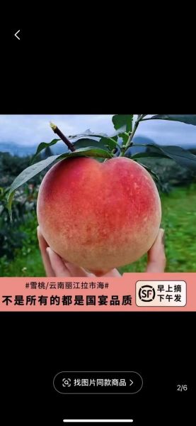 丽江雪桃多少钱一斤_丽江雪桃价格行情-第2张图片-山城妙识 丽江雪桃多少钱一斤_丽江雪桃价格行情-第2张图片-山城妙识